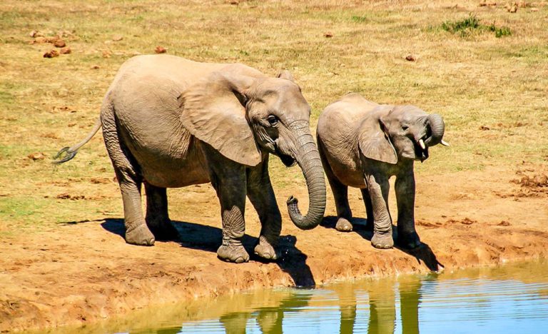 National Parks of Senegal | Discover Senegal